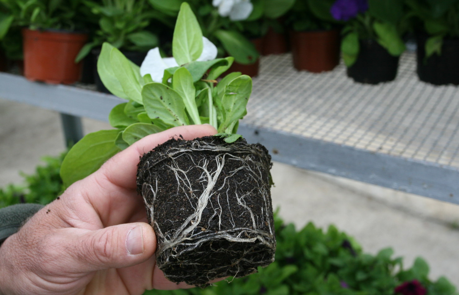 Professional Substrates -Arber Horticulture